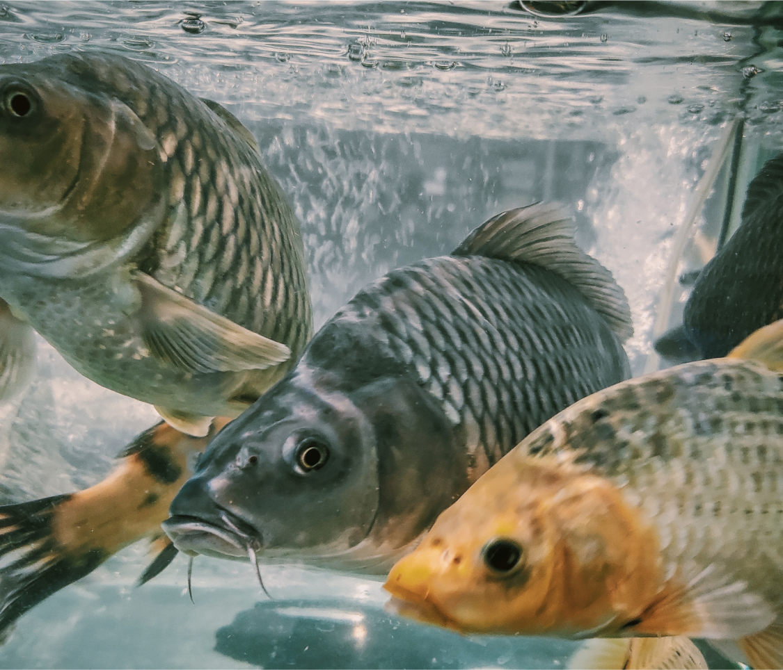 Kariba Fisheries | Sustainable Aquaculture & Fish Farming in Zimbabwe